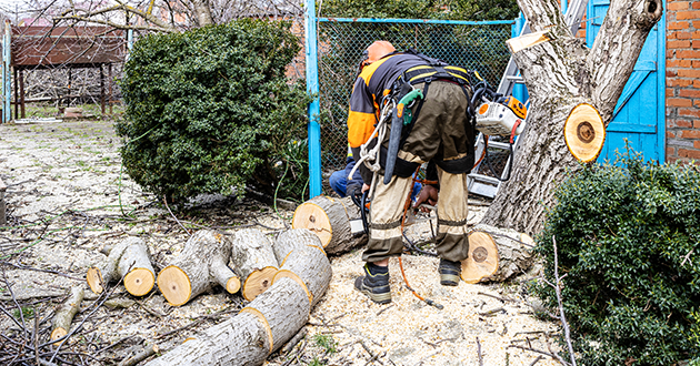 Is Emergency Tree Removal in Sacramento Available 24/7? – TREE CARE ...
